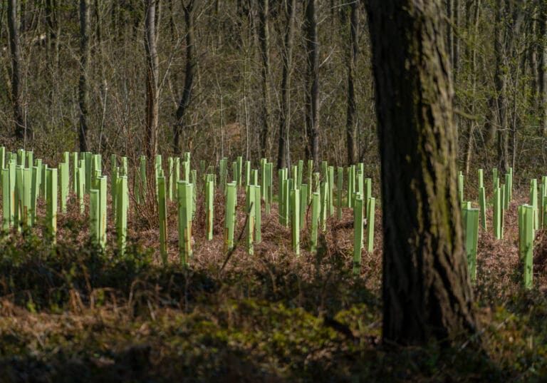 Tree shelters & tree tubes | Defender+ tree tubes | Tri-pack